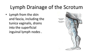 Male reproductive system - Anatomy | PPTX