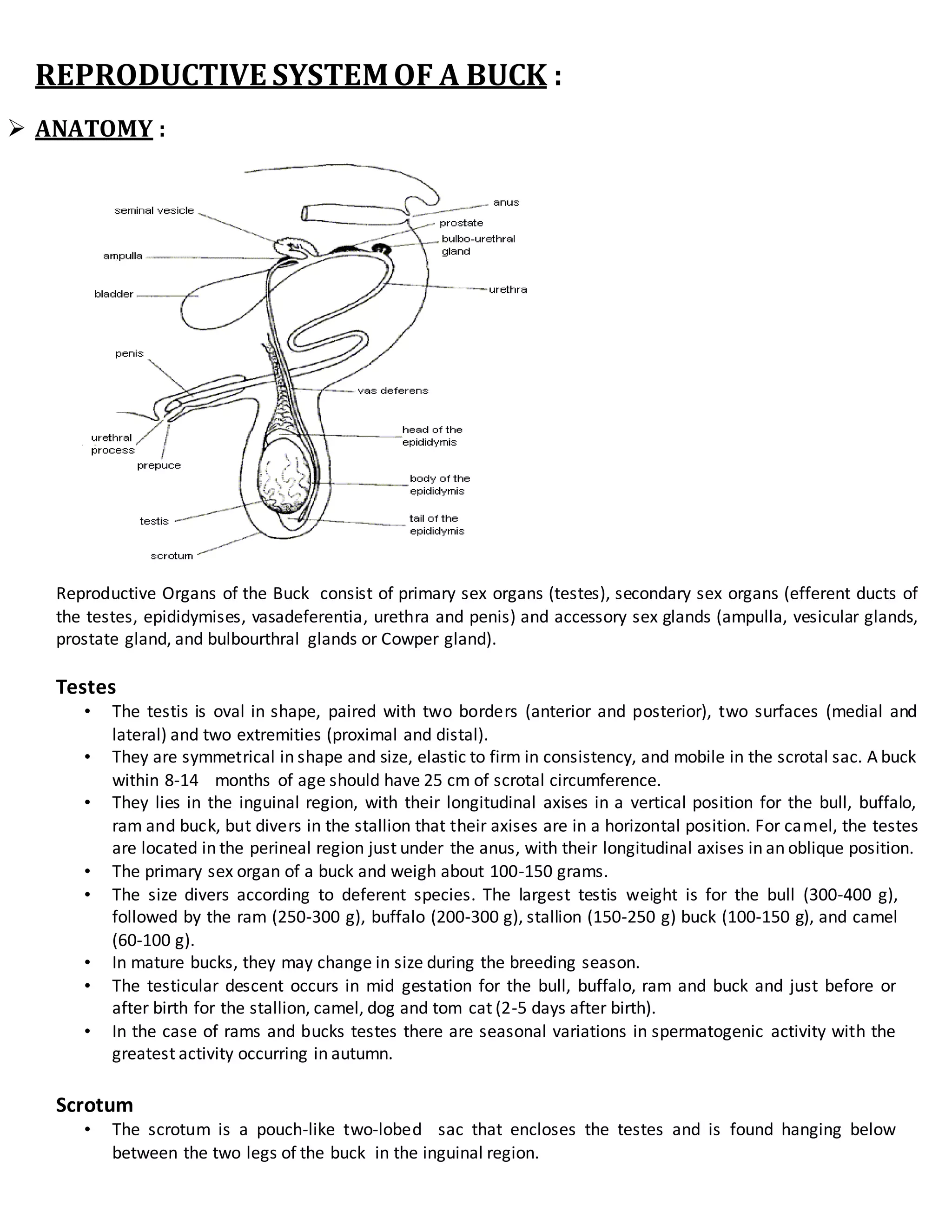 Reproductive system of a buck | DOCX
