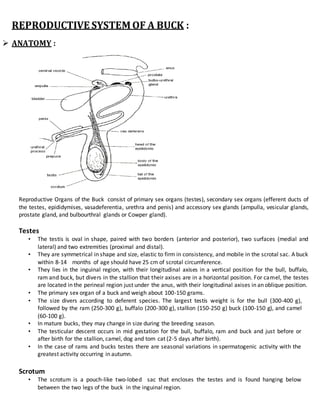 Reproductive system of a buck | DOCX