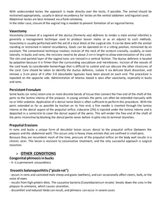 Reproductive system of a buck | DOCX