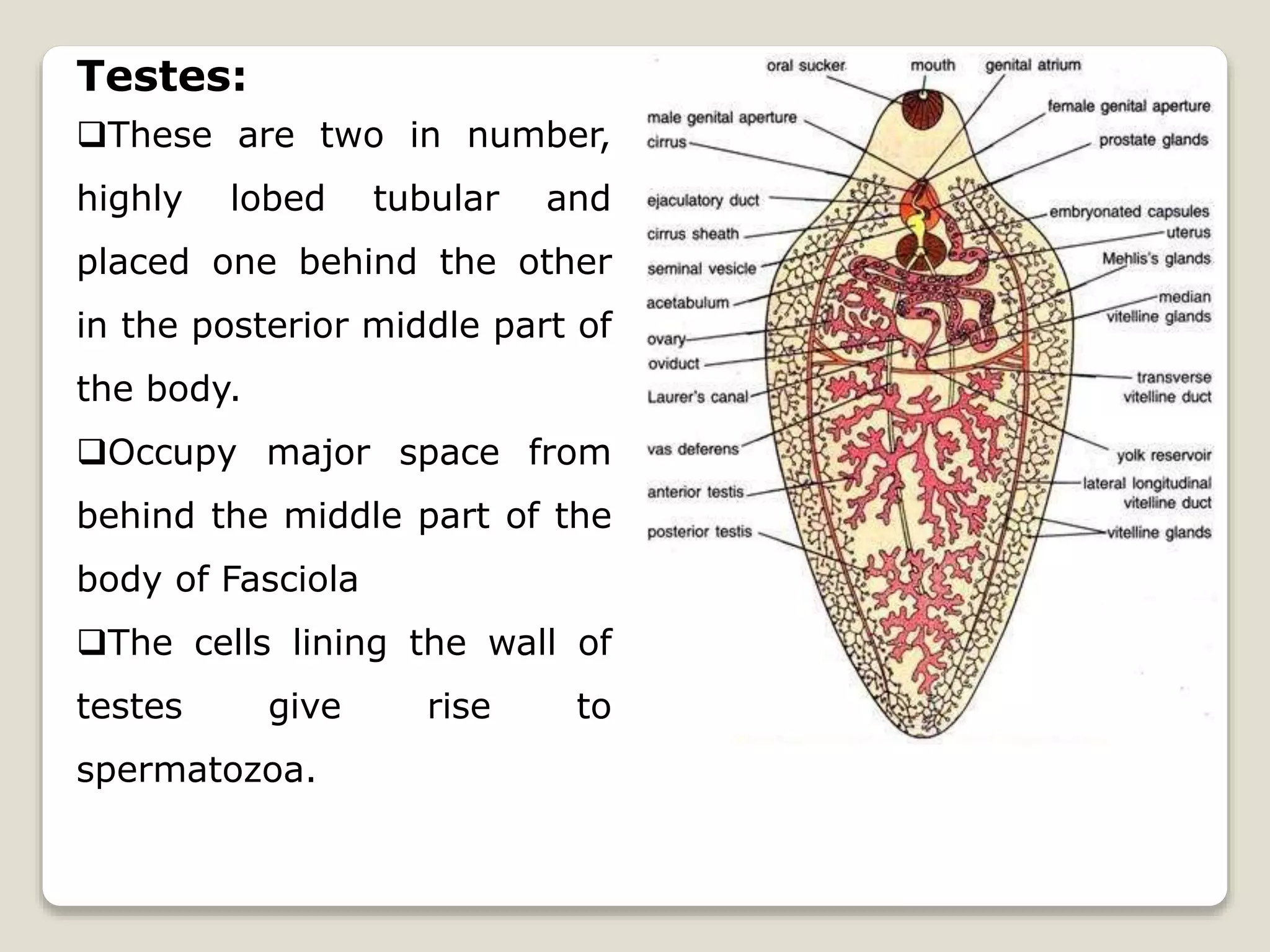 Male reproductive system of fasciola hepatica | PPTX