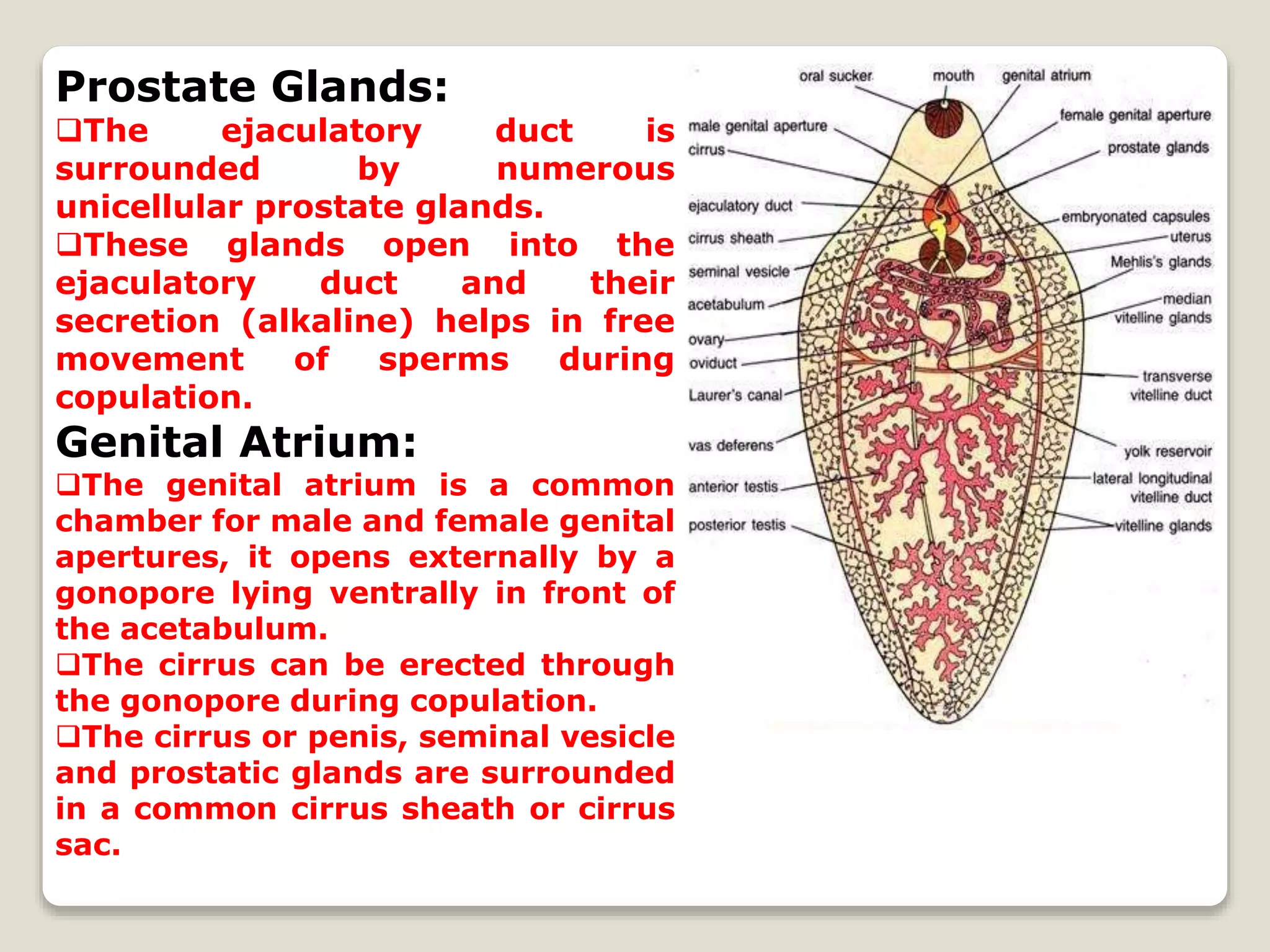 Male reproductive system of fasciola hepatica | PPTX