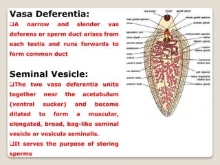 Male reproductive system of fasciola hepatica | PPTX