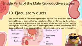 malereproductivesystemppt.pptx male reproductive system | PPTX