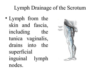 Male Reproductive System ppt.pptx anatomy and medicine | PPTX