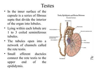 Male Reproductive System ppt.pptx anatomy and medicine | PPTX