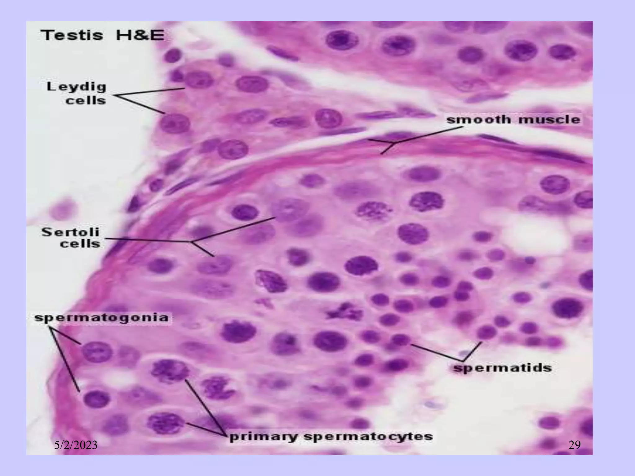 MALE REPRODUCTIVE SYSTEM PRESENTATION.ppt