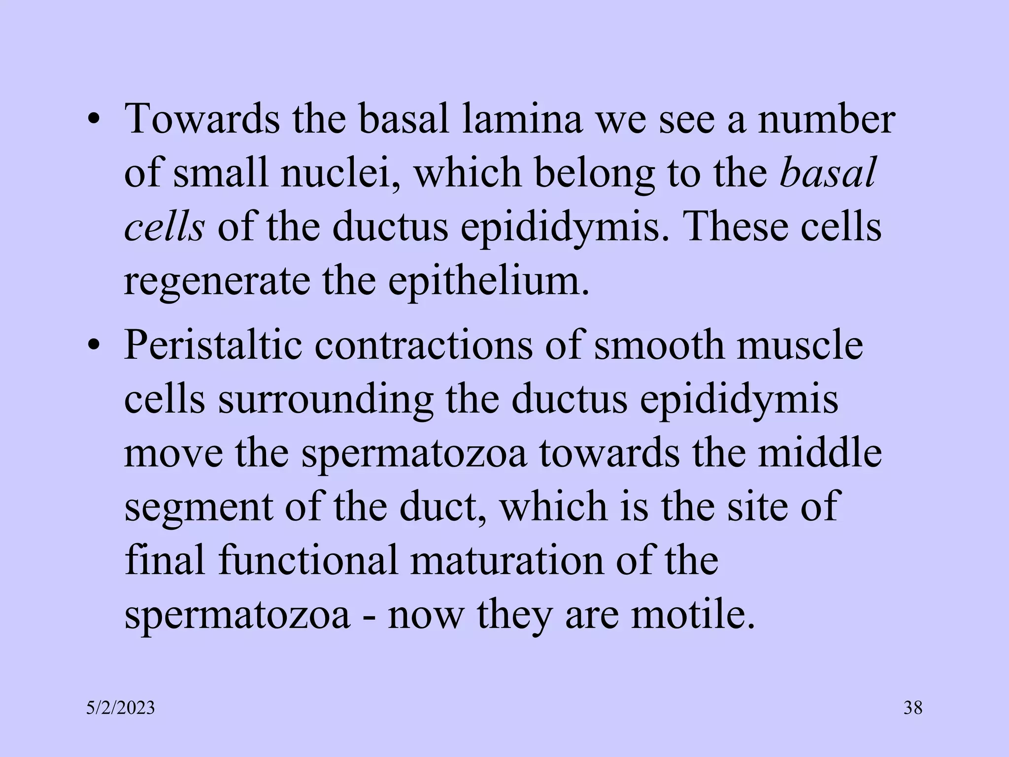 MALE REPRODUCTIVE SYSTEM PRESENTATION.ppt