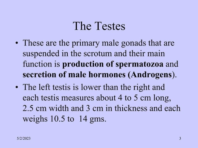 MALE REPRODUCTIVE SYSTEM PRESENTATION.ppt