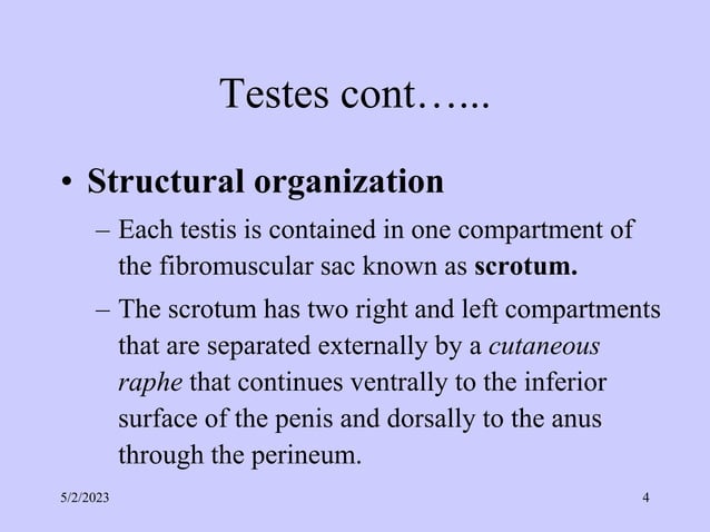 MALE REPRODUCTIVE SYSTEM PRESENTATION.ppt
