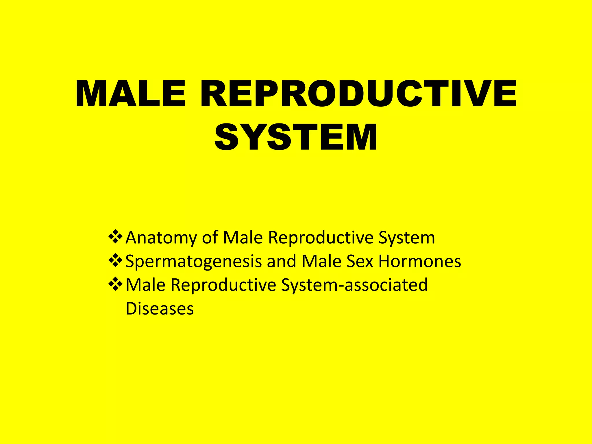 Male Reproductive System Anatomy Physiology And Pathology Ppt
