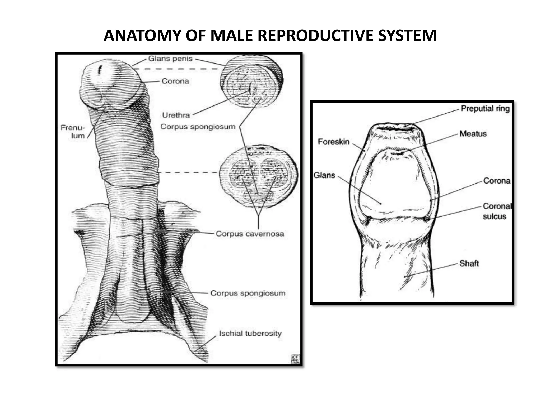 Male Reproductive System Anatomy Physiology And Pathology Ppt