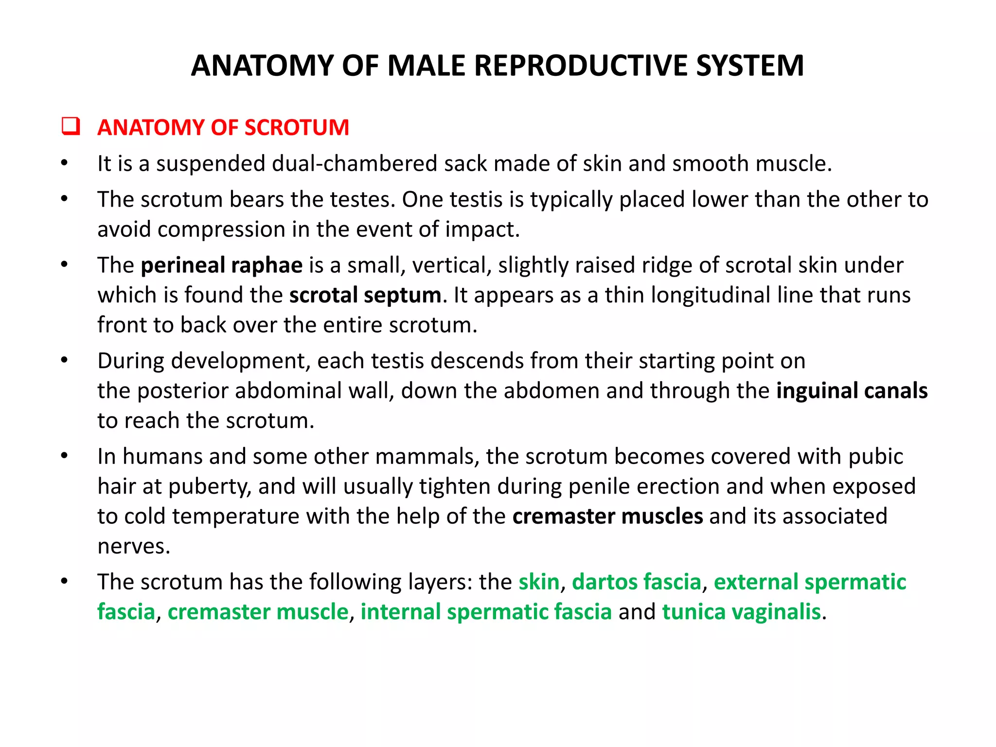 Male Reproductive System - Anatomy, Physiology and Pathology | PPTX