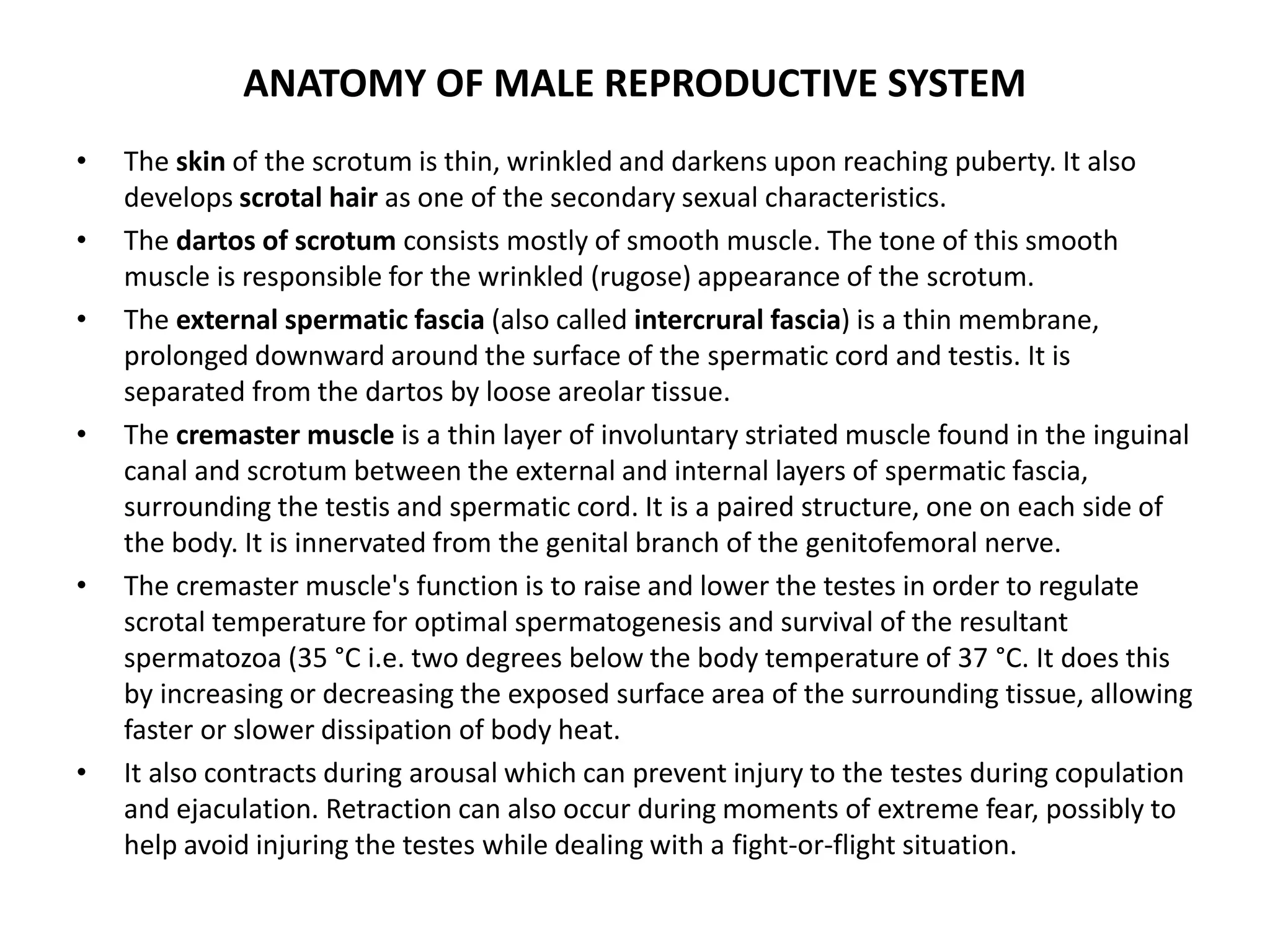 Male Reproductive System - Anatomy, Physiology and Pathology | PPTX