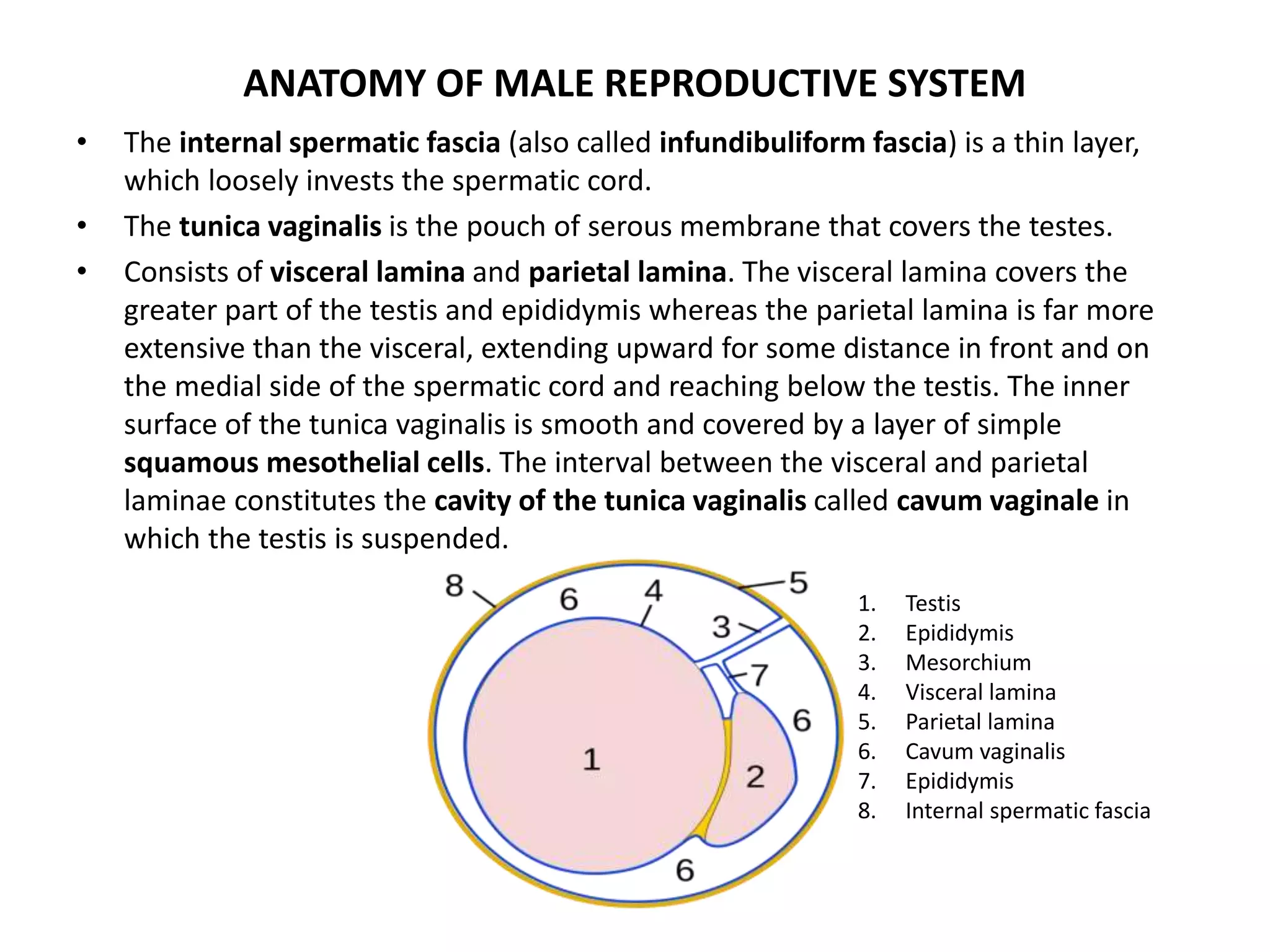 Male Reproductive System - Anatomy, Physiology and Pathology | PPTX
