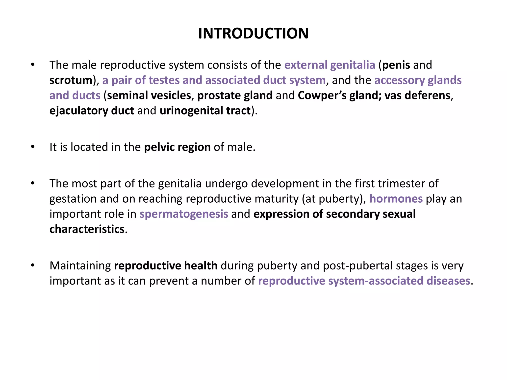 Male Reproductive System - Anatomy, Physiology and Pathology | PPTX