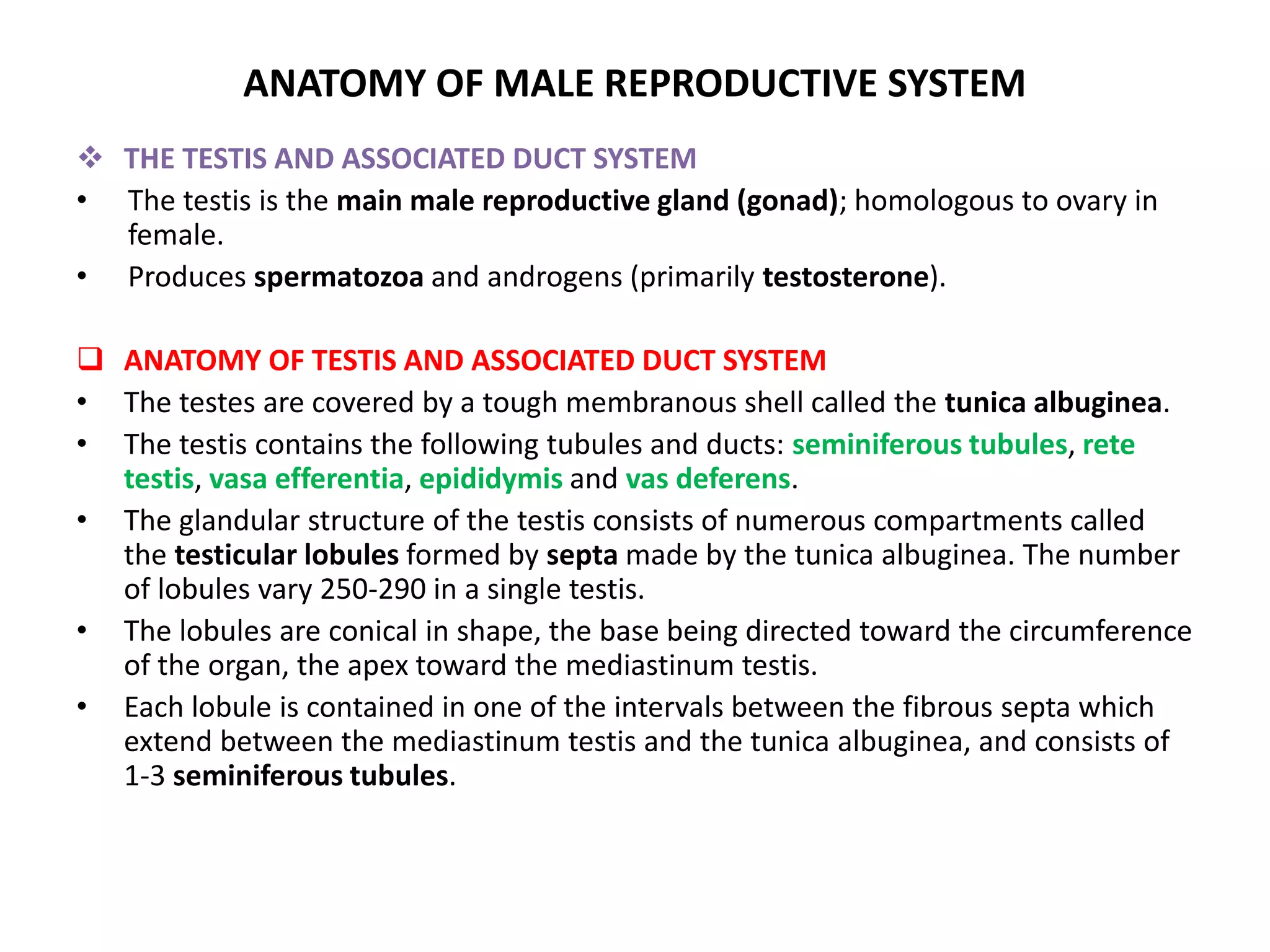 Male Reproductive System - Anatomy, Physiology and Pathology | PPTX ...
