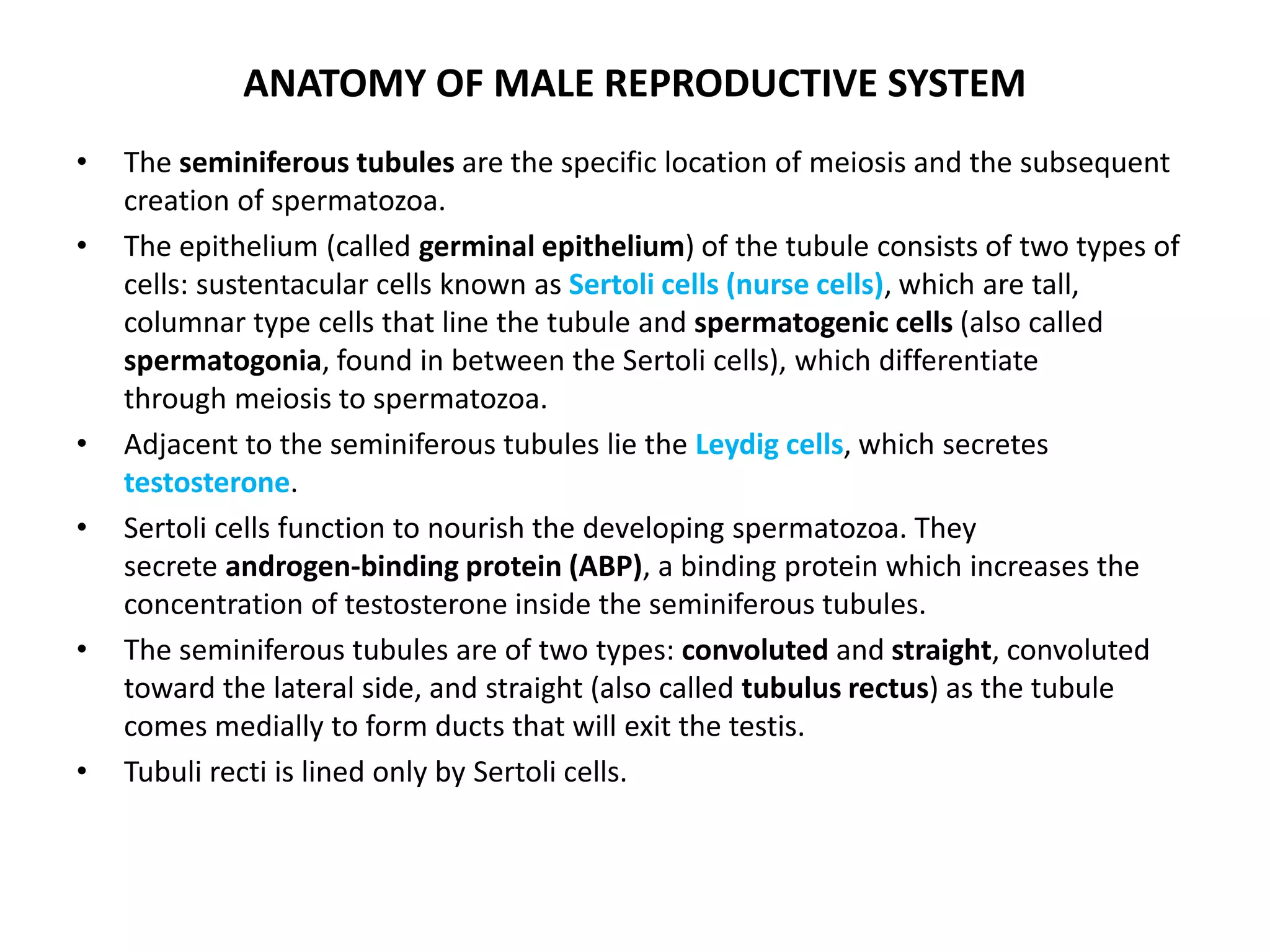 Male Reproductive System - Anatomy, Physiology and Pathology | PPTX