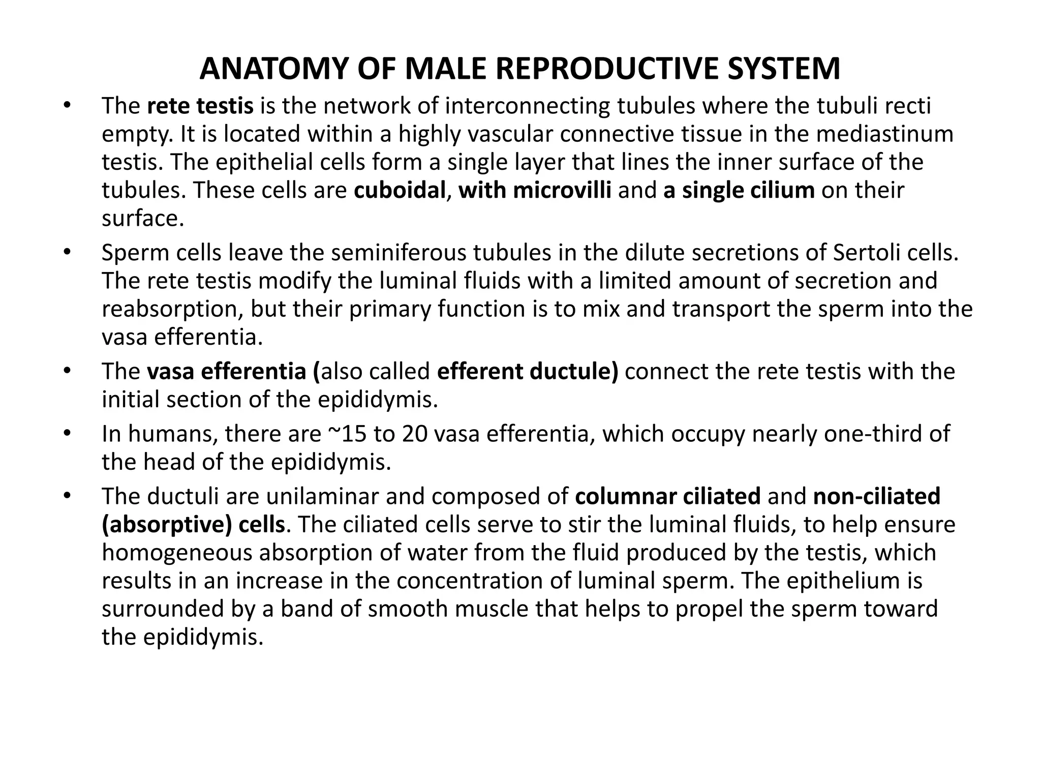Male Reproductive System - Anatomy, Physiology and Pathology | PPTX