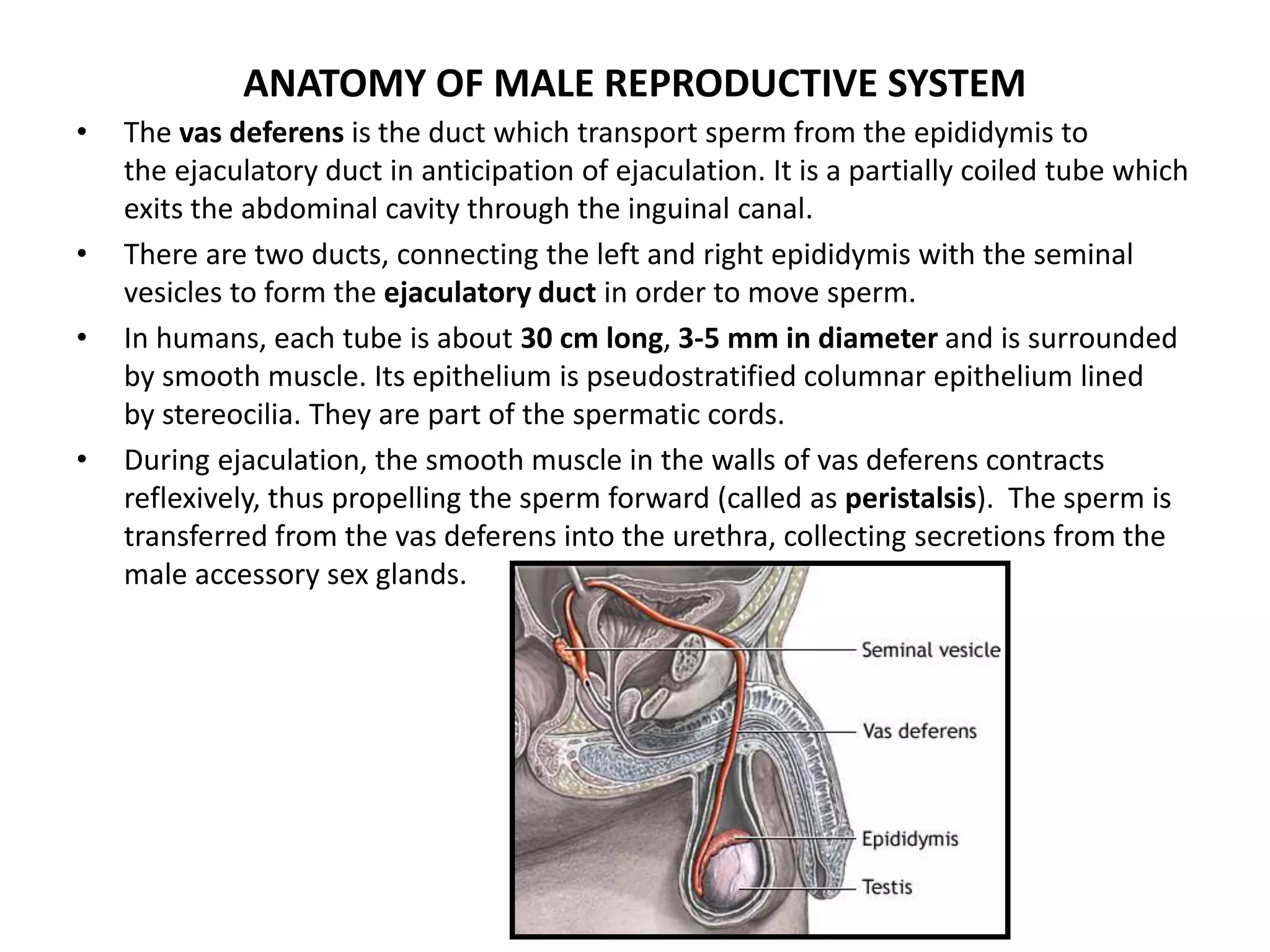 Male Reproductive System - Anatomy, Physiology and Pathology | PPTX ...