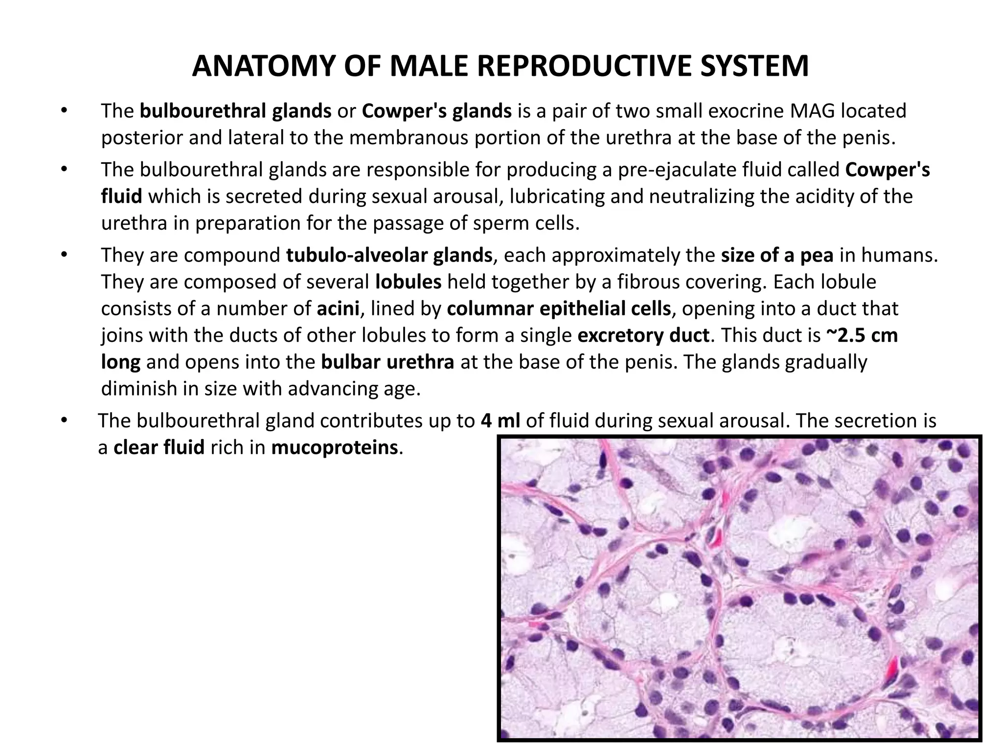 Male Reproductive System - Anatomy, Physiology and Pathology | PPTX