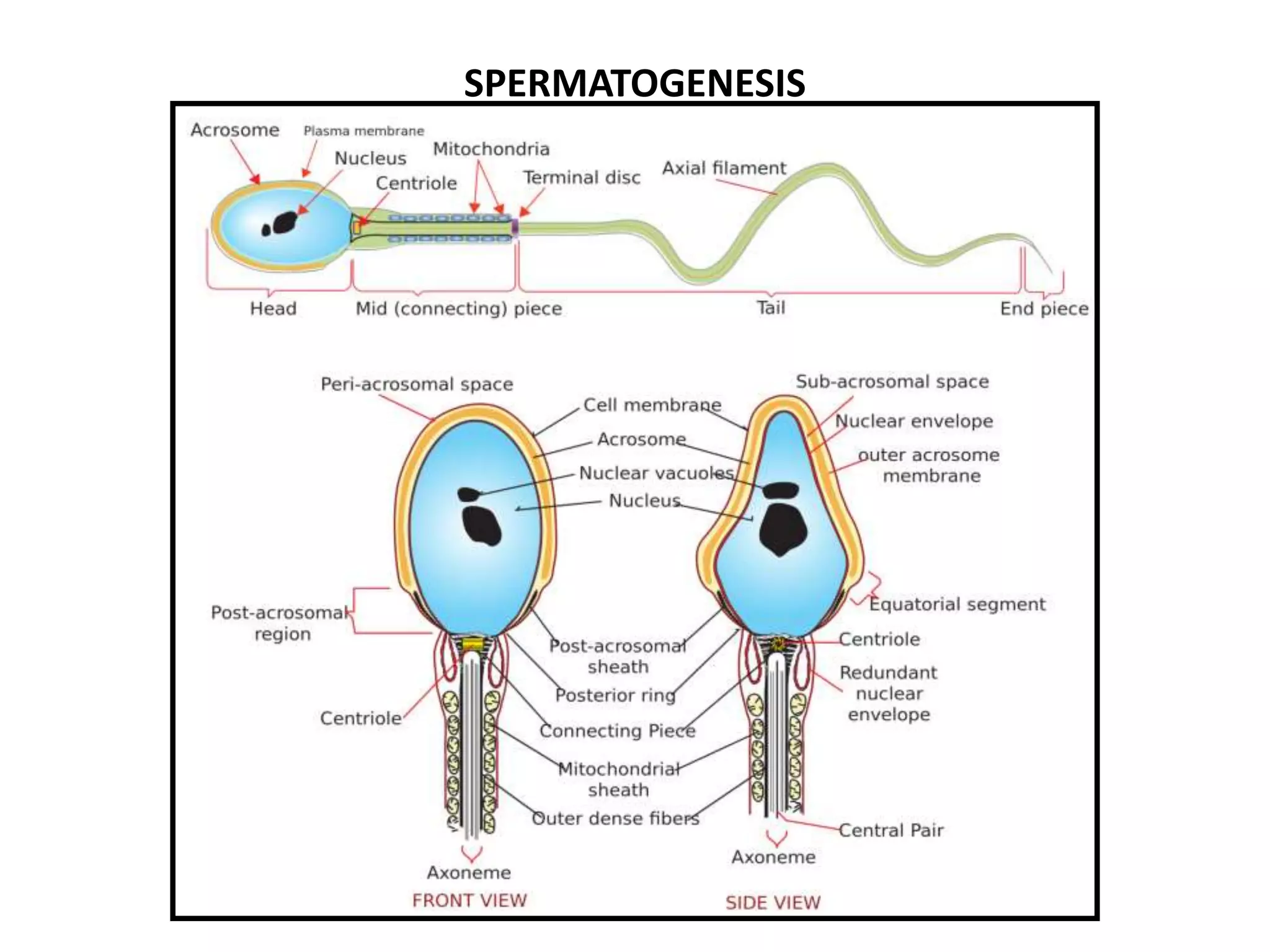 Male Reproductive System - Anatomy, Physiology and Pathology | PPTX