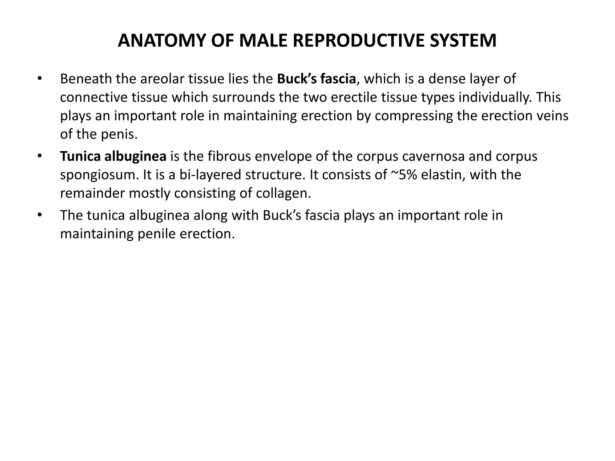 Male Reproductive System - Anatomy, Physiology and Pathology | PPTX