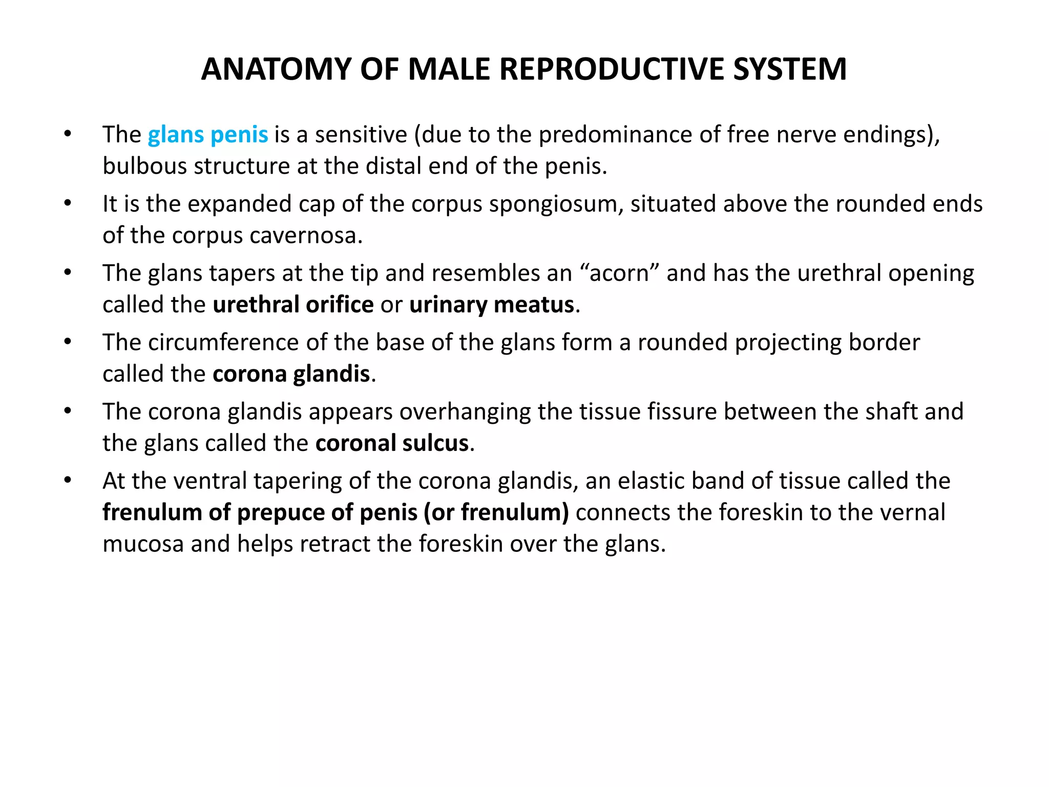 Male Reproductive System - Anatomy, Physiology and Pathology | PPTX
