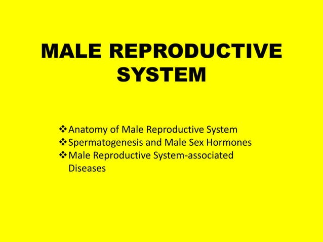 Male Reproductive System - Anatomy, Physiology and Pathology | PPTX ...