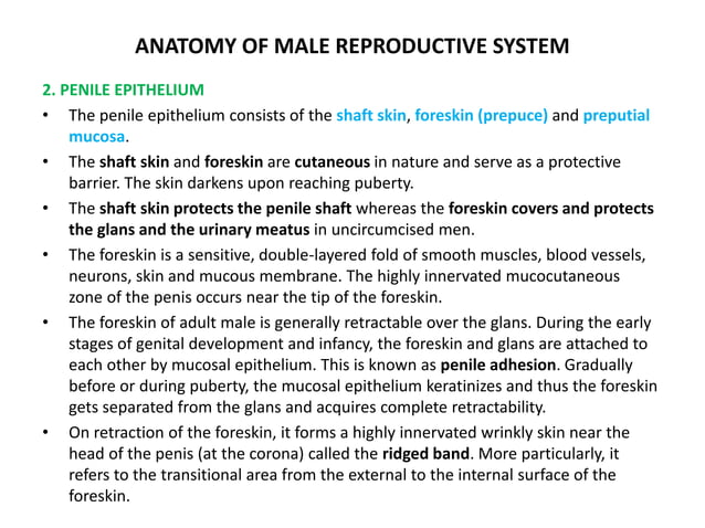 Male Reproductive System - Anatomy, Physiology and Pathology | PPTX ...
