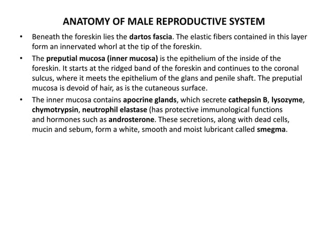 Male Reproductive System - Anatomy, Physiology and Pathology | PPTX ...