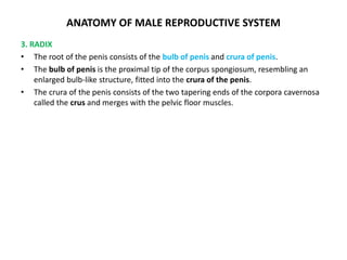 Male Reproductive System Anatomy Physiology And Pathology Pptx