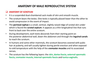 Male Reproductive System - Anatomy, Physiology and Pathology | PPTX