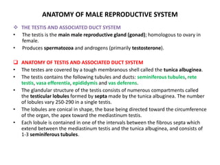 Male Reproductive System - Anatomy, Physiology and Pathology | PPTX