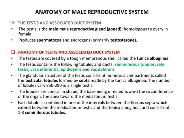 Male Reproductive System - Anatomy, Physiology and Pathology | PPTX ...