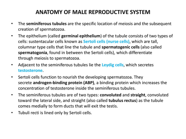 Male Reproductive System - Anatomy, Physiology and Pathology | PPTX ...