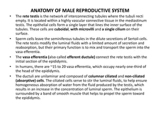 Male Reproductive System - Anatomy, Physiology and Pathology | PPTX