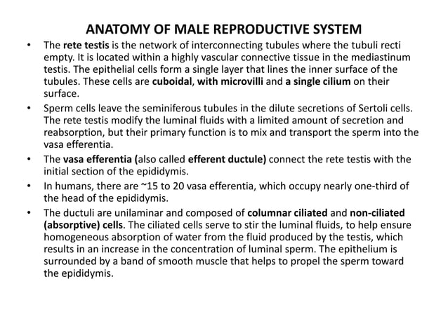 Male Reproductive System - Anatomy, Physiology and Pathology | PPTX ...