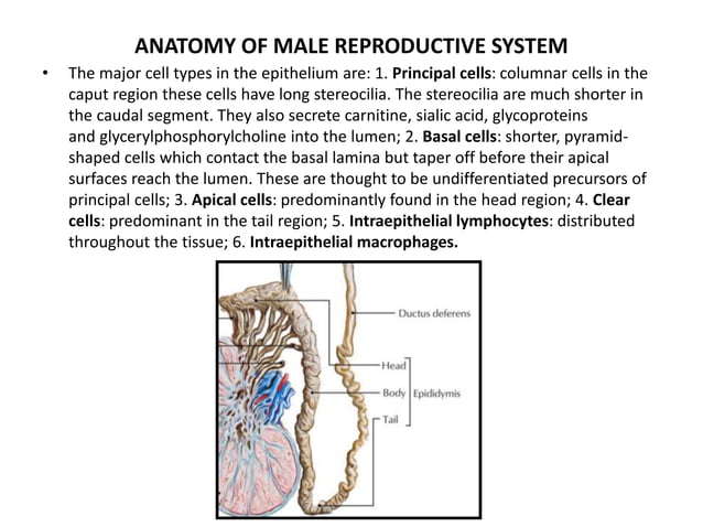 Male Reproductive System - Anatomy, Physiology and Pathology | PPTX ...