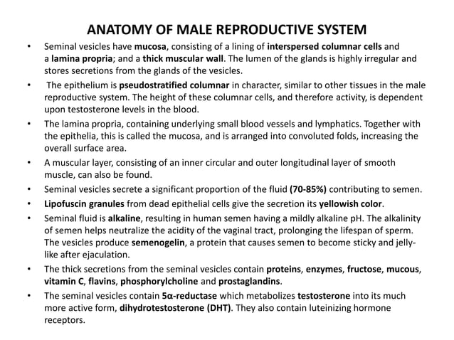 Male Reproductive System - Anatomy, Physiology and Pathology | PPTX ...