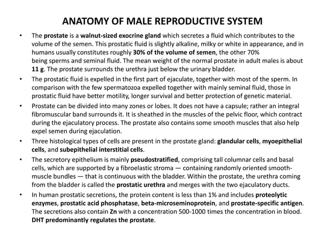 Male Reproductive System - Anatomy, Physiology and Pathology | PPTX ...