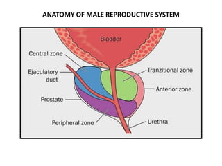 Male Reproductive System - Anatomy, Physiology and Pathology | PPTX
