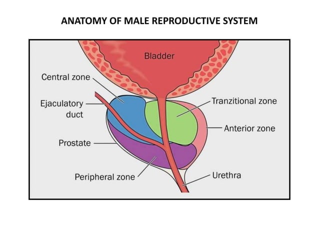 Male Reproductive System - Anatomy, Physiology and Pathology | PPTX ...