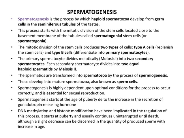 Male Reproductive System - Anatomy, Physiology and Pathology | PPTX ...
