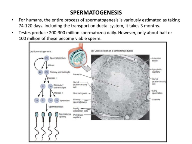 Male Reproductive System - Anatomy, Physiology and Pathology | PPTX ...