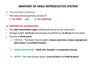 Male Reproductive System - Anatomy, Physiology and Pathology | PPTX