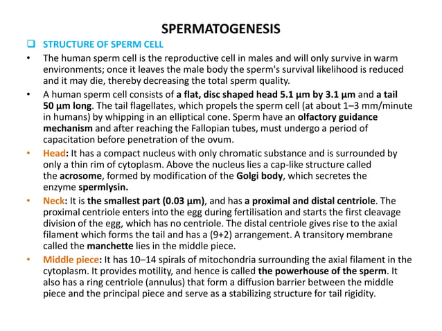Male Reproductive System - Anatomy, Physiology and Pathology | PPTX ...