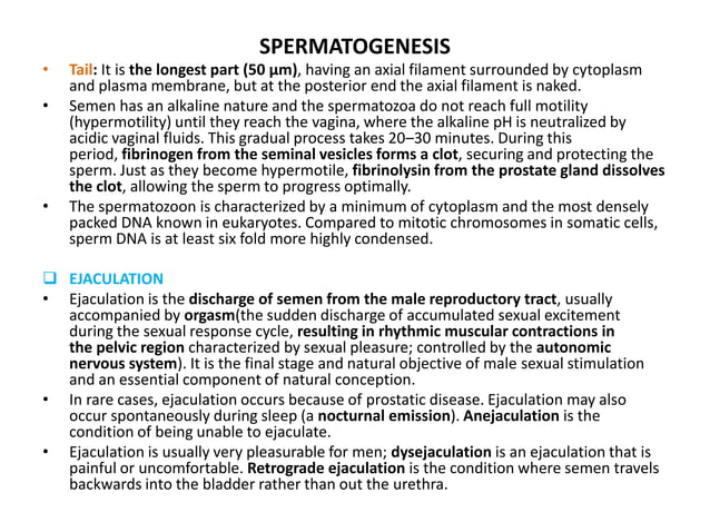 Male Reproductive System - Anatomy, Physiology and Pathology | PPTX ...
