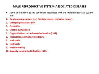 Male Reproductive System - Anatomy, Physiology and Pathology | PPTX