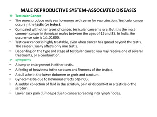 Male Reproductive System - Anatomy, Physiology and Pathology | PPTX